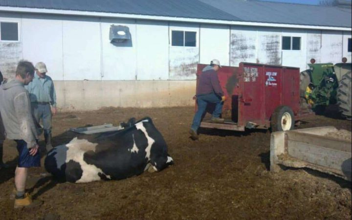 What do you do when a cow breaks her leg? • Dairy Carrie