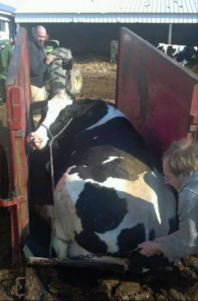 What do you do when a cow breaks her leg? • Dairy Carrie