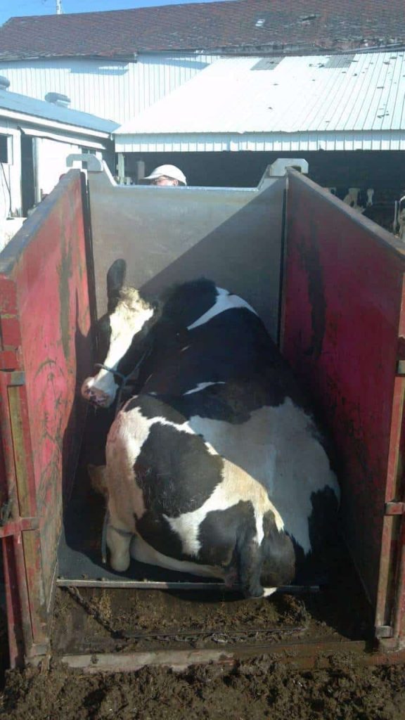 What do you do when a cow breaks her leg? • Dairy Carrie