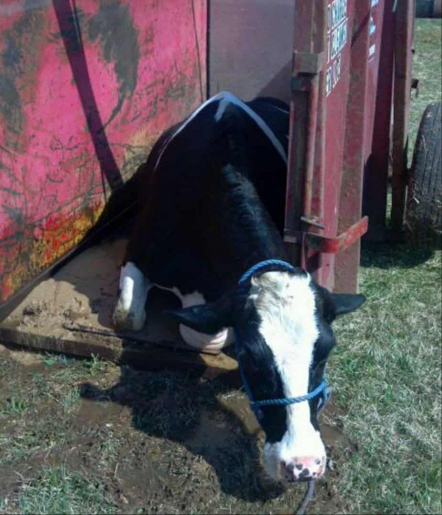 What do you do when a cow breaks her leg? • Dairy Carrie