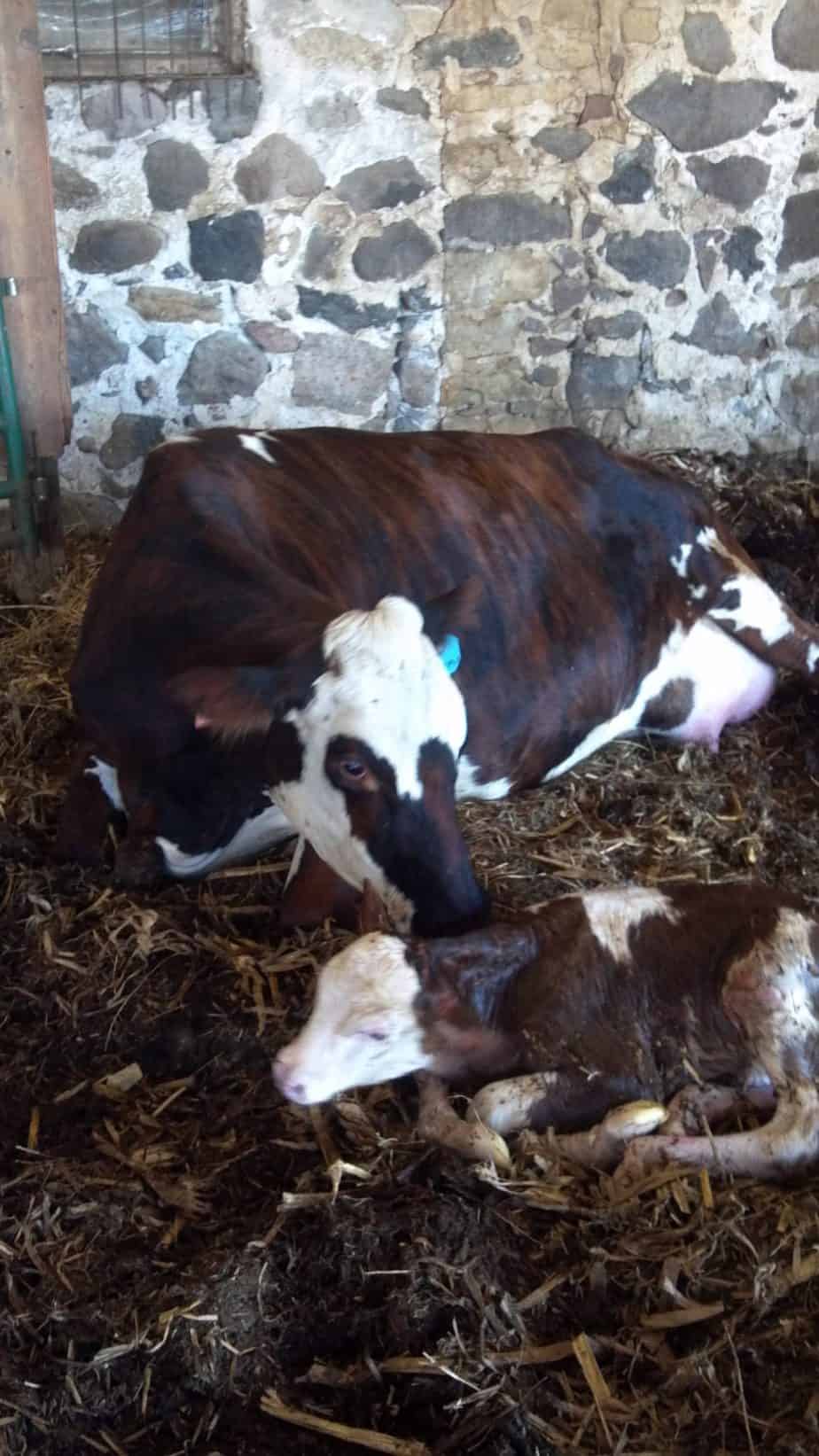 Picking out a boyfriend for Norma. AKA choosing a bull to breed my cow ...