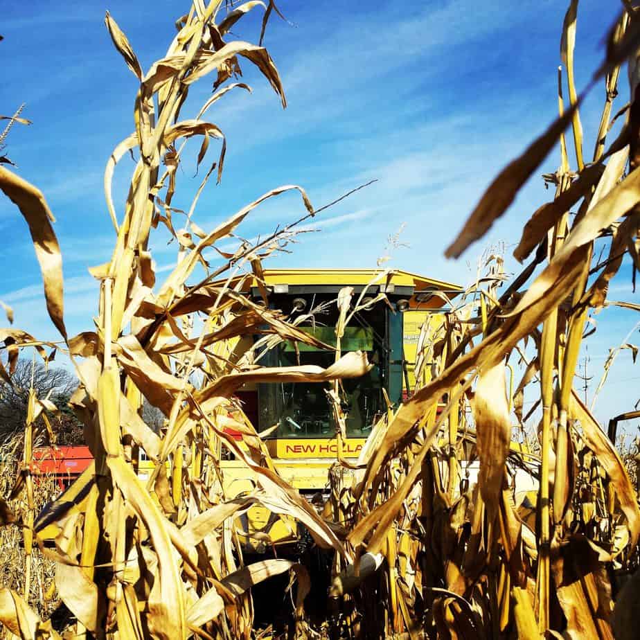 What is High Moisture Corn? • Dairy Carrie