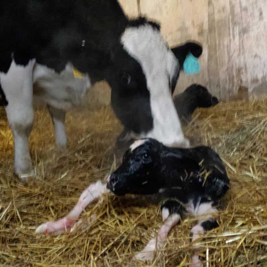 5 Facts About Twin Dairy Calves. • What Is A Freemartin?