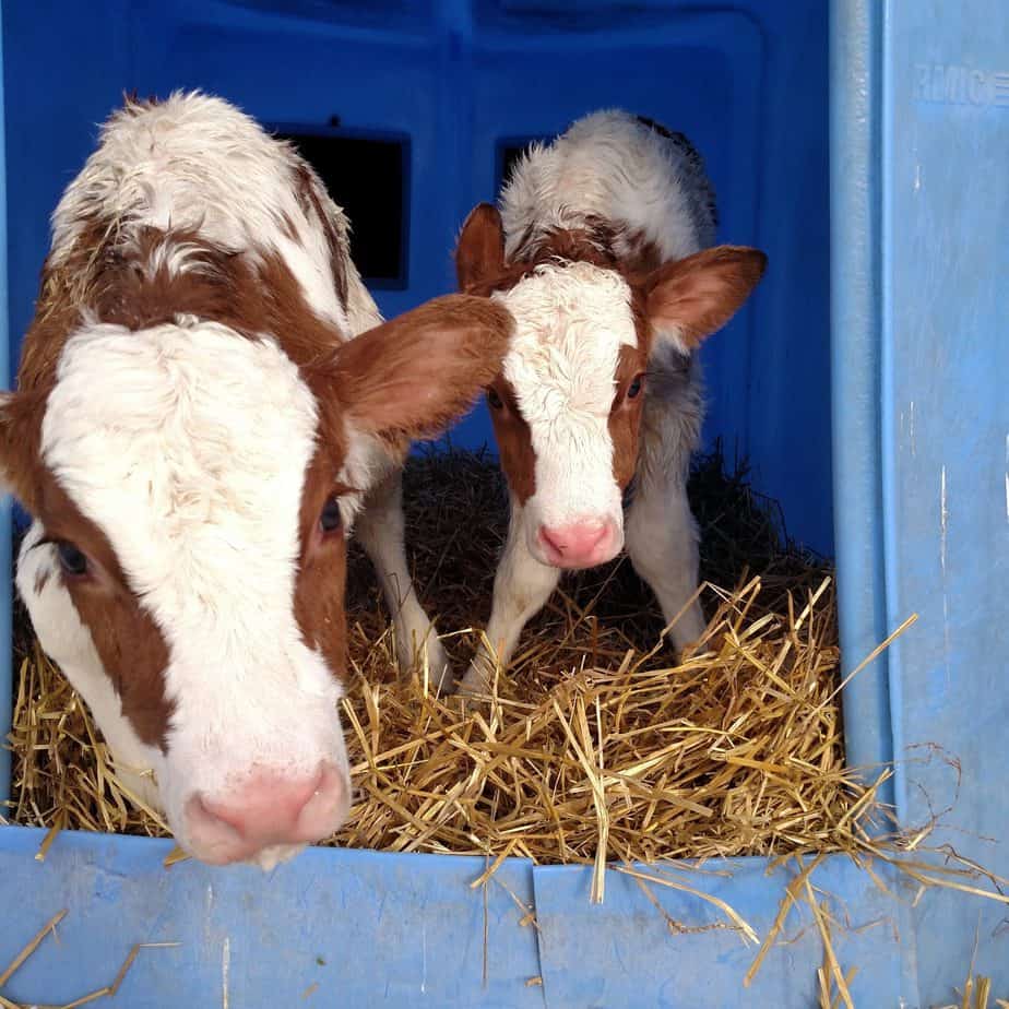 5 Facts About Twin Dairy Calves. • What Is A Freemartin?