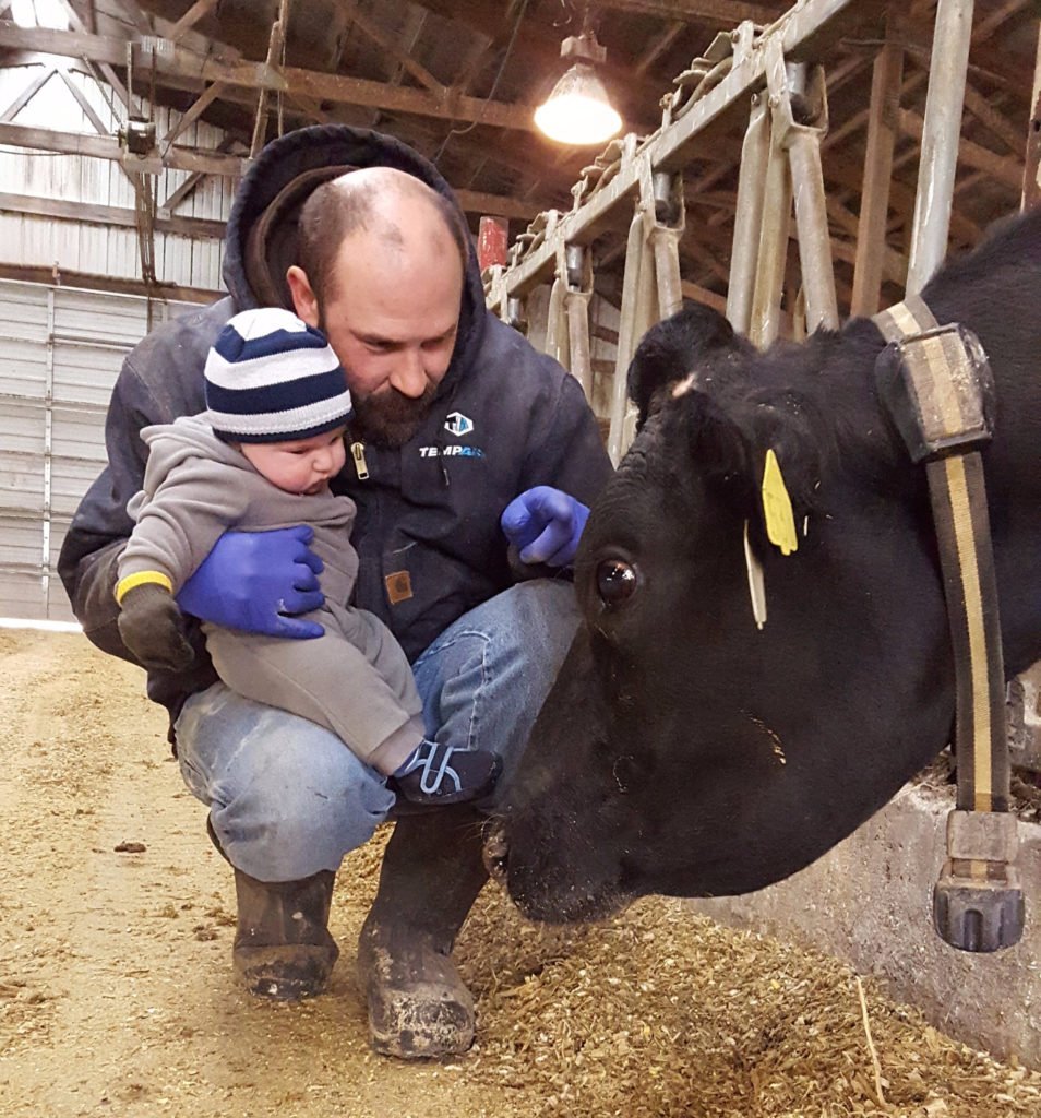 Cows With Bling. • Dairy Carrie