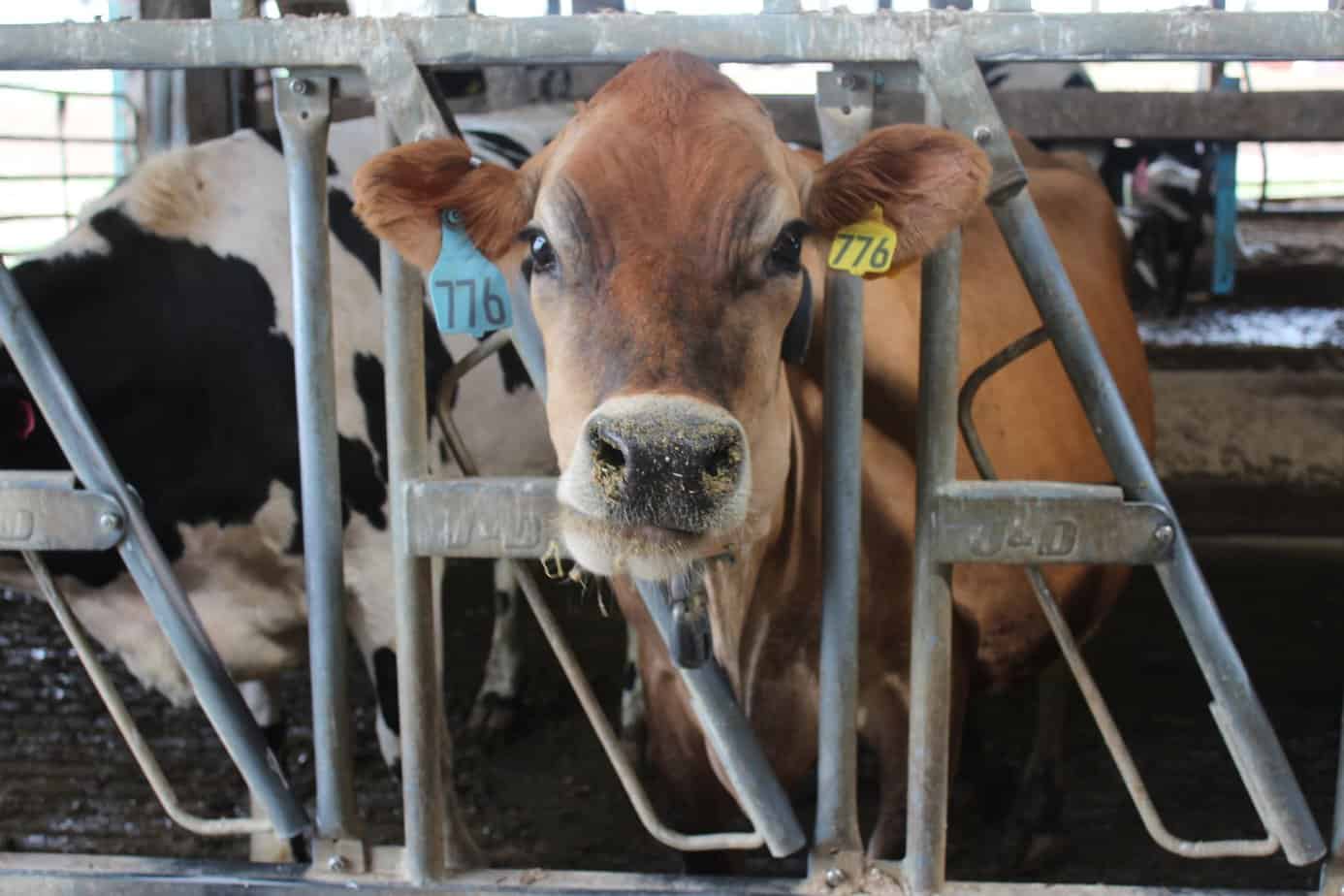 The Seven Common Breeds of Dairy Cattle • Dairy Carrie