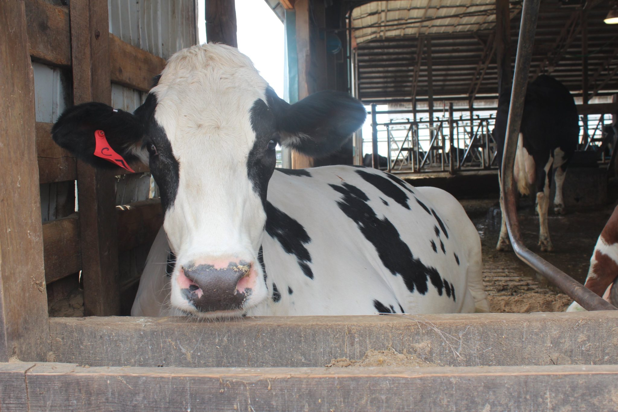 The Seven Common Breeds of Dairy Cattle • Dairy Carrie