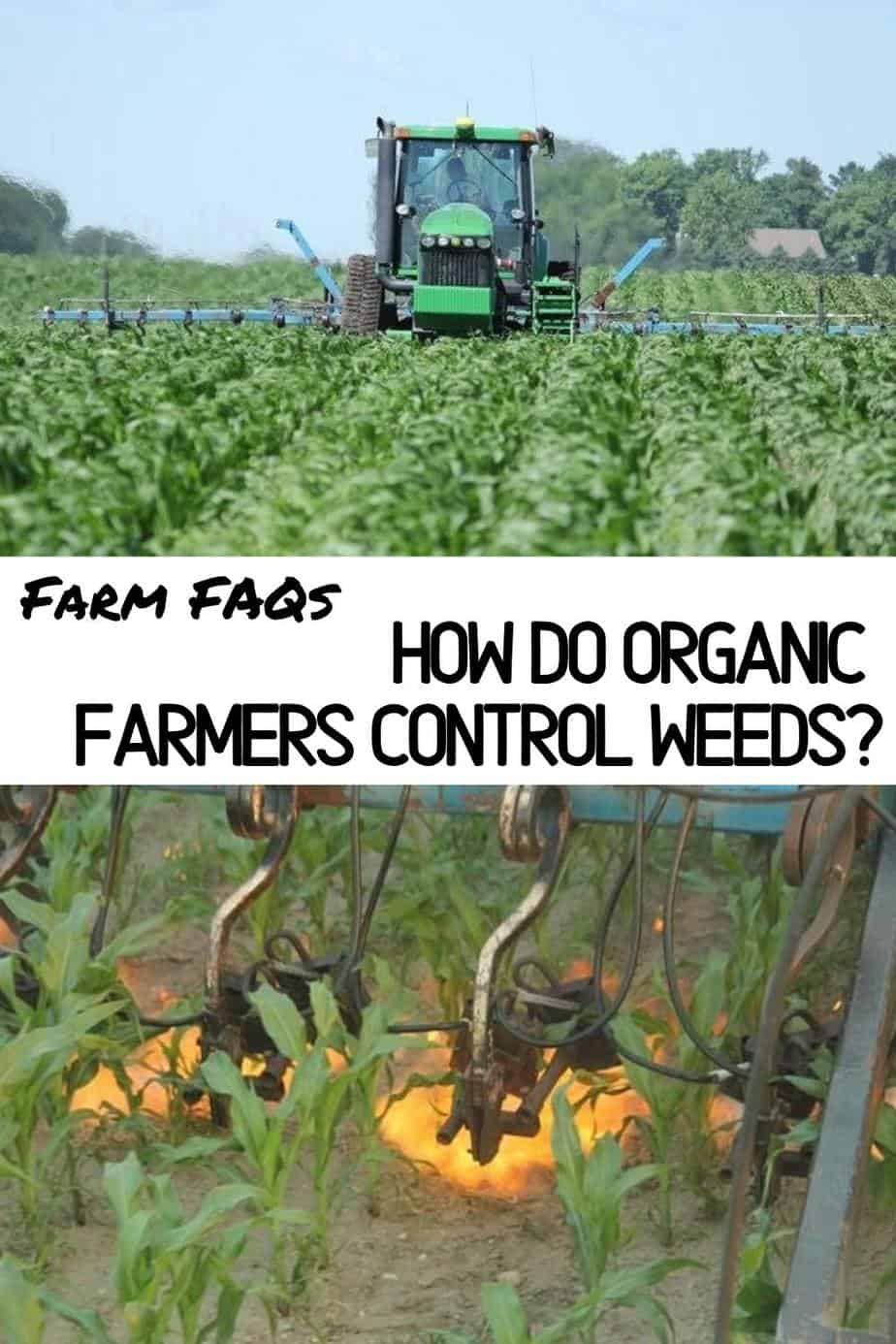 Flame weeding • How organic farmers get rid of weeds.