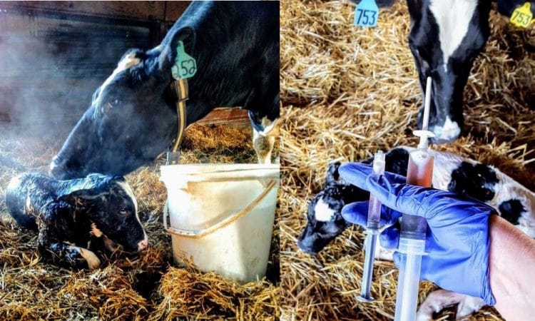 What happens to a dairy cow's calf after it is born? • Dairy Carrie
