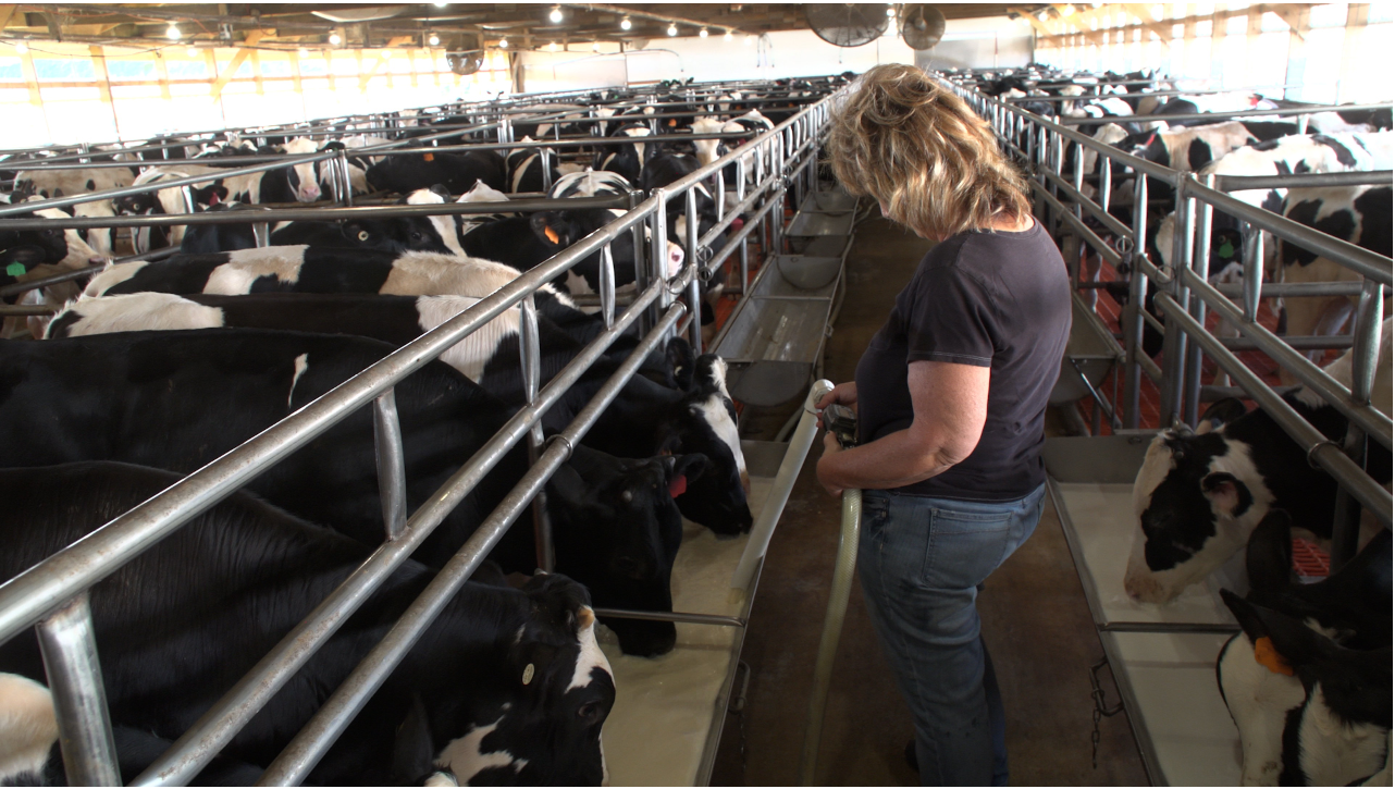 How veal calves are raised. Myth Vs Fact • Dairy Carrie