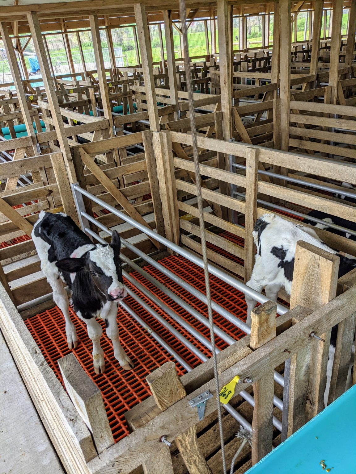 How veal calves are raised. Myth Vs Fact • Dairy Carrie