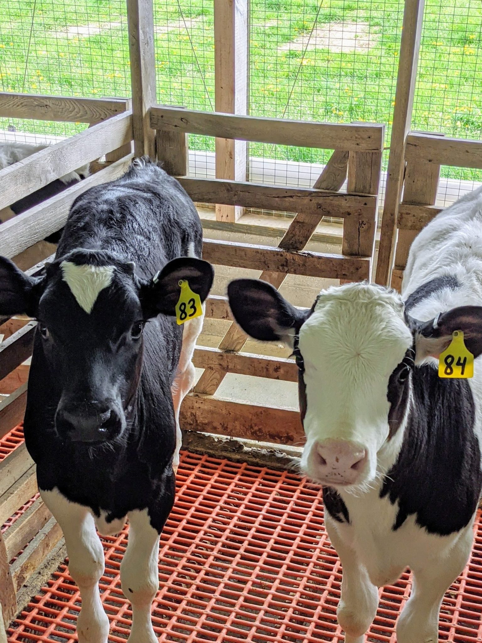 How veal calves are raised. Myth Vs Fact • Dairy Carrie