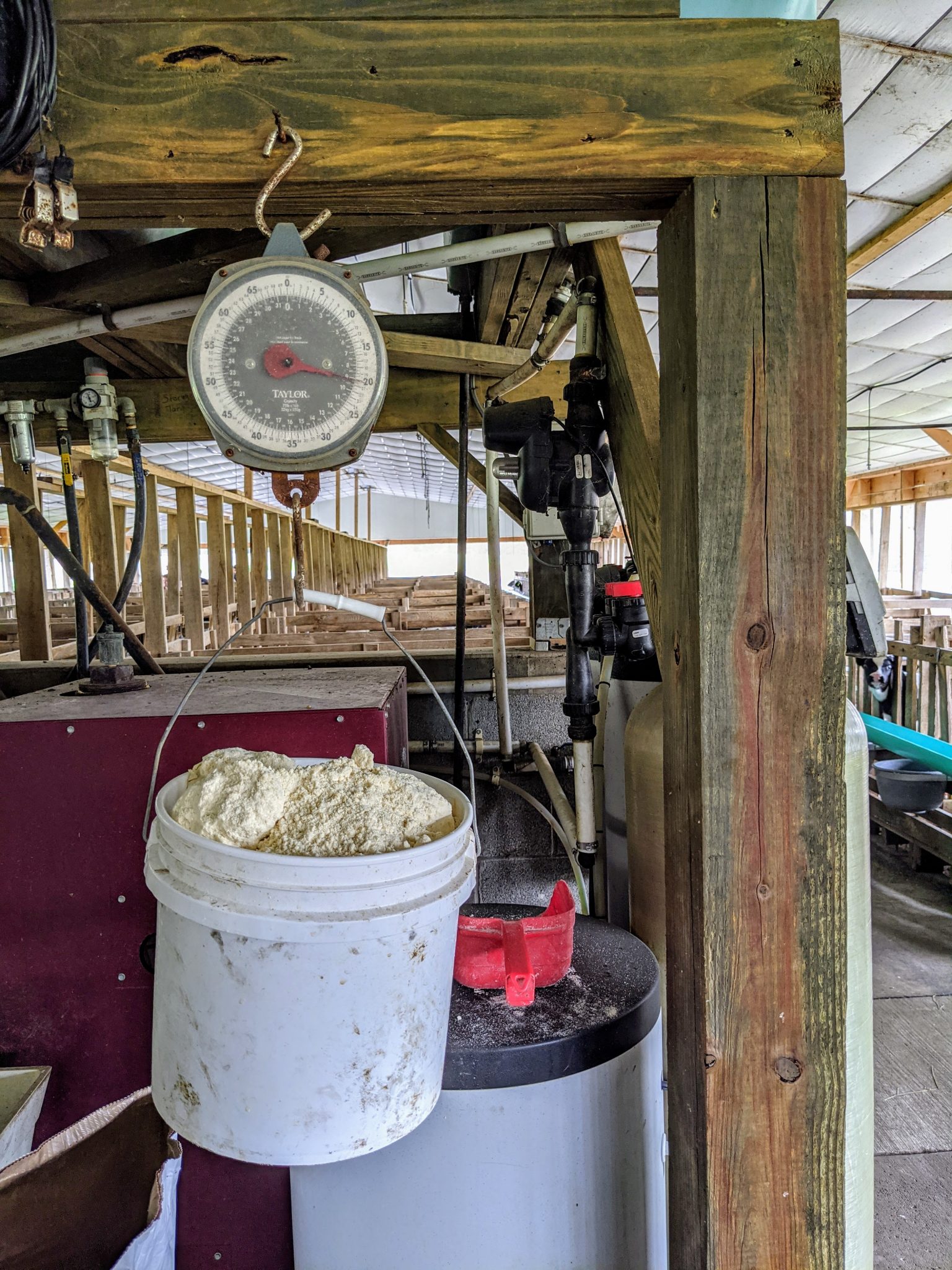 How veal calves are raised. Myth Vs Fact • Dairy Carrie