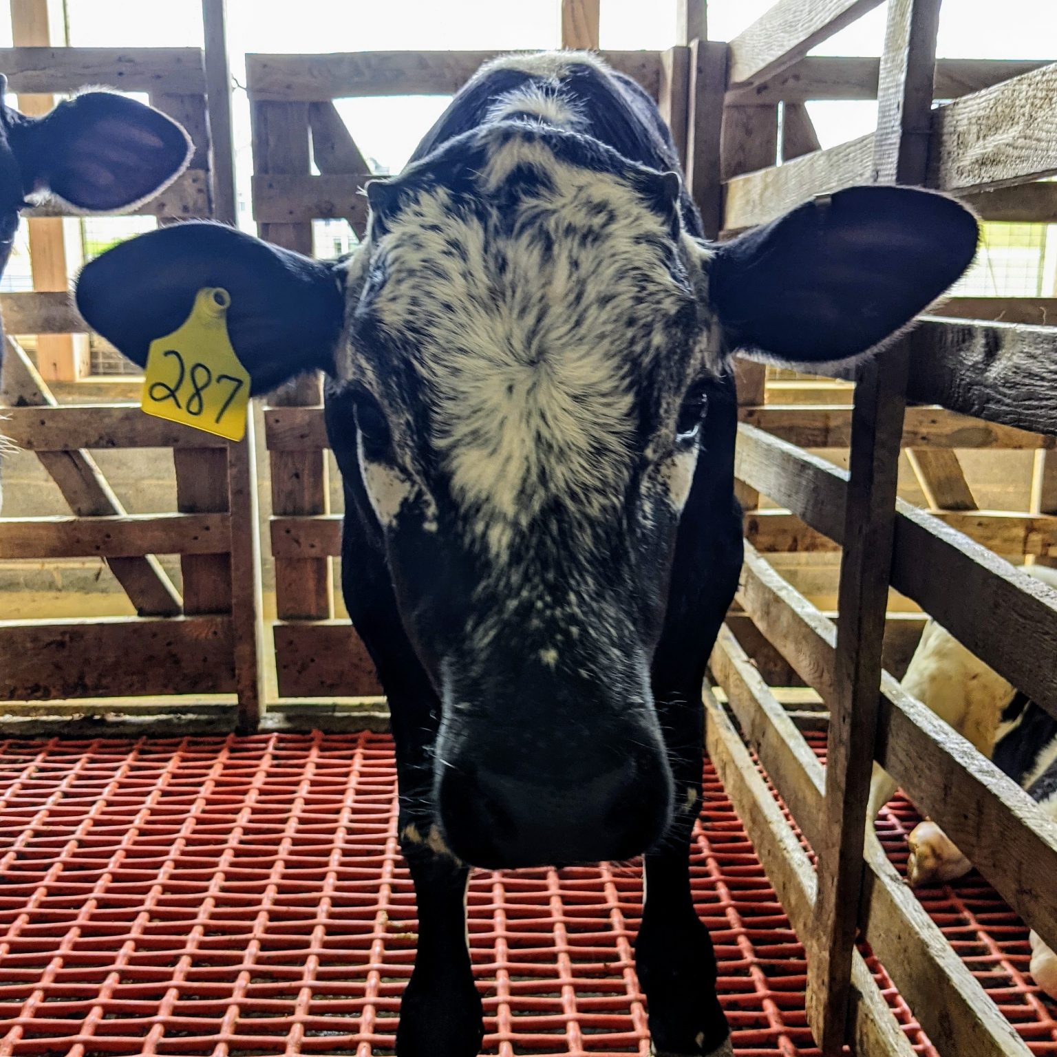 How veal calves are raised. Myth Vs Fact • Dairy Carrie